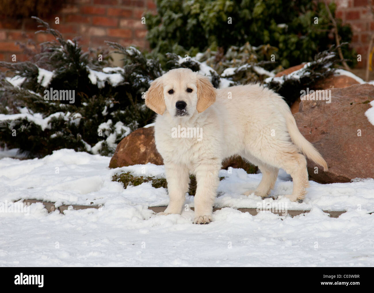 Puppy in snow Stock Photo - Alamy