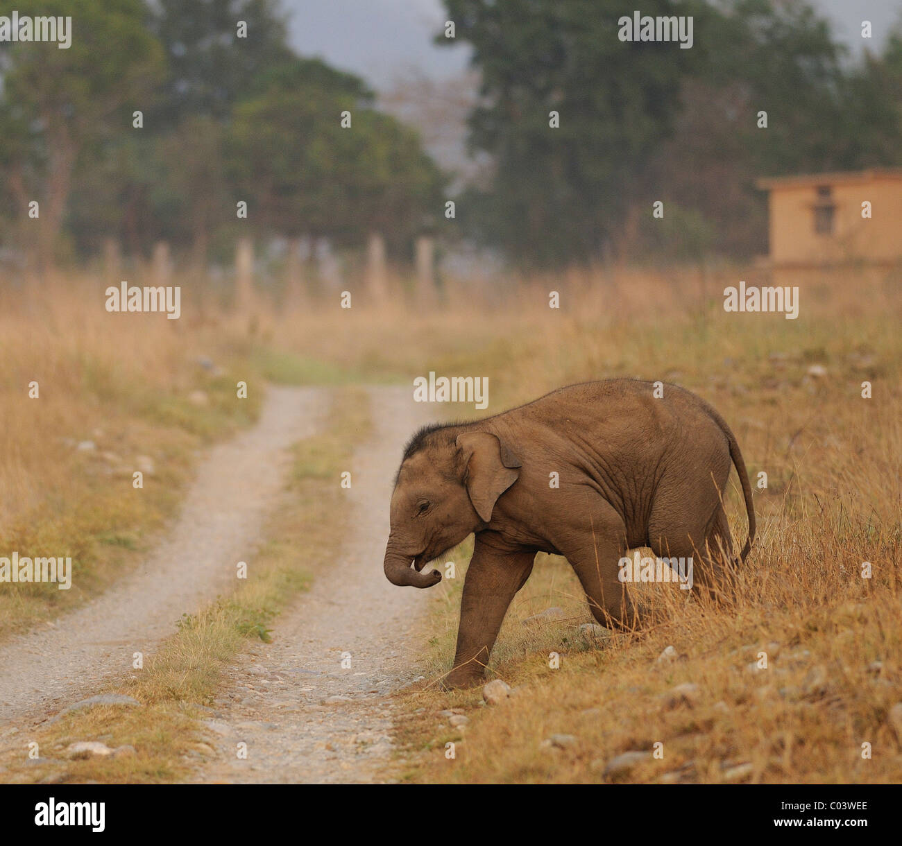 Wild Asian Elephant calf (Elephas maximus) crossing a vehicle track ...