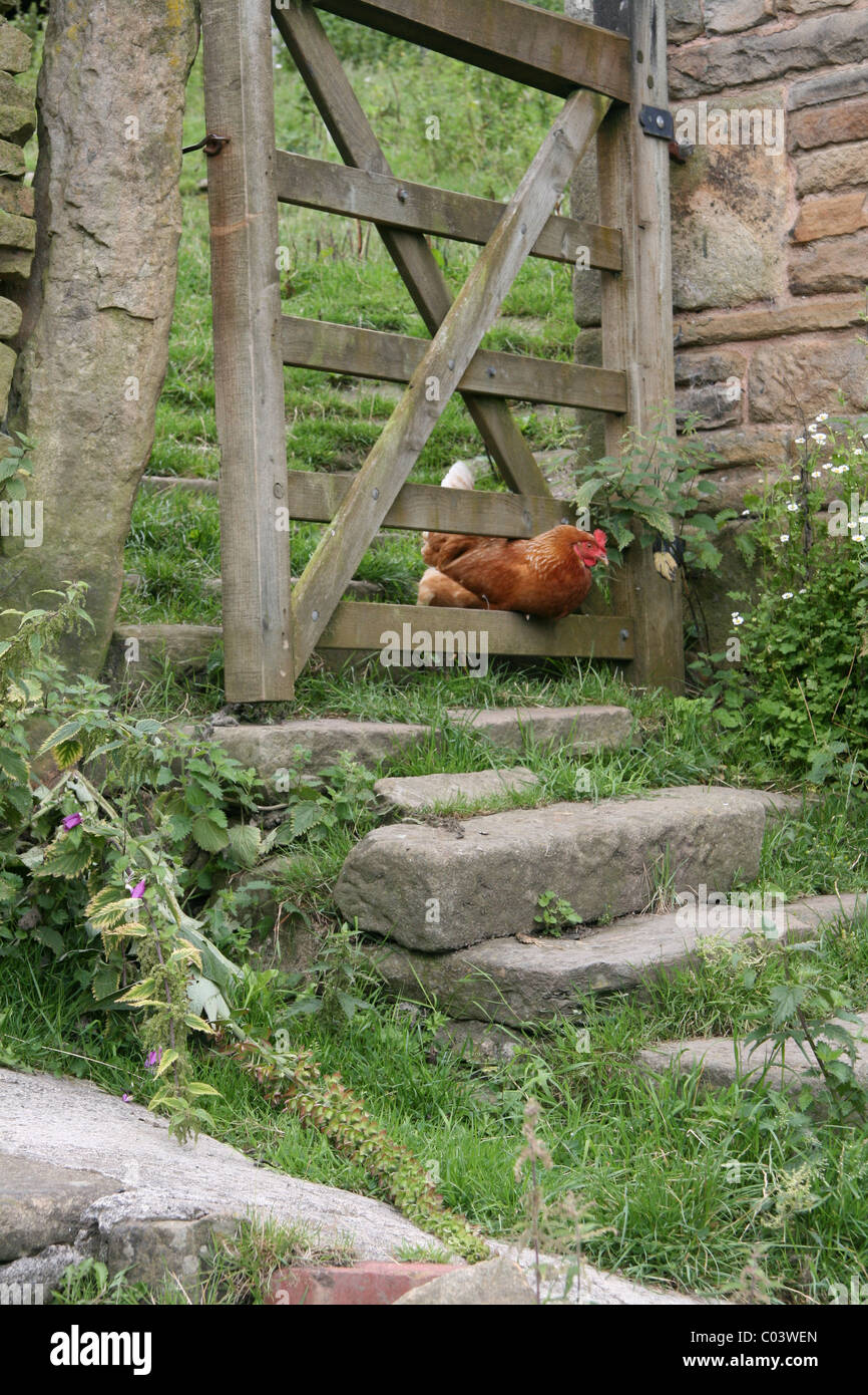 Chicken gate hi-res stock photography and images - Alamy