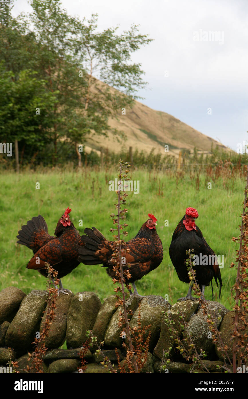 Three chickens hi-res stock photography and images - Alamy