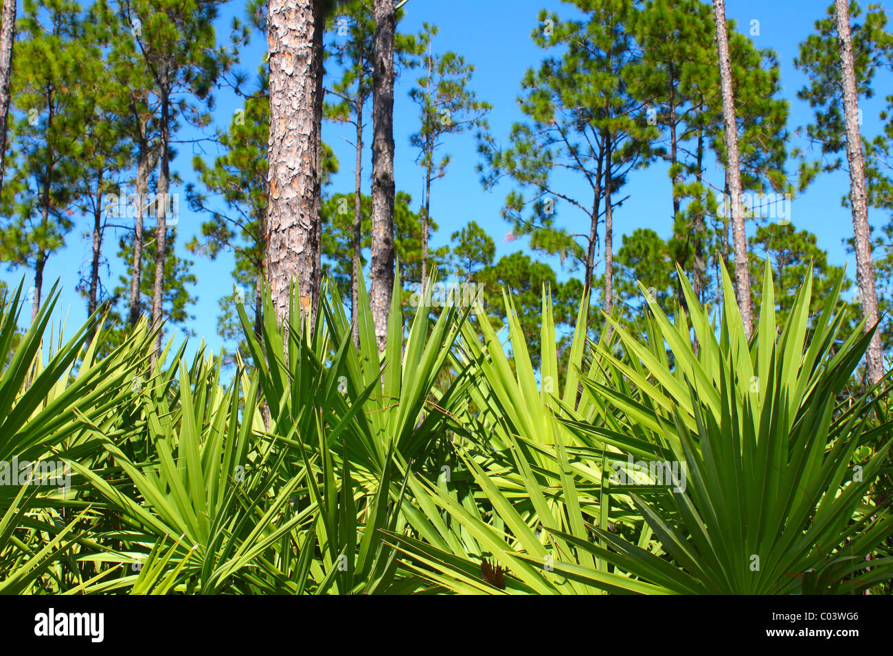 Pine Flatwoods - Florida Stock Photo - Alamy