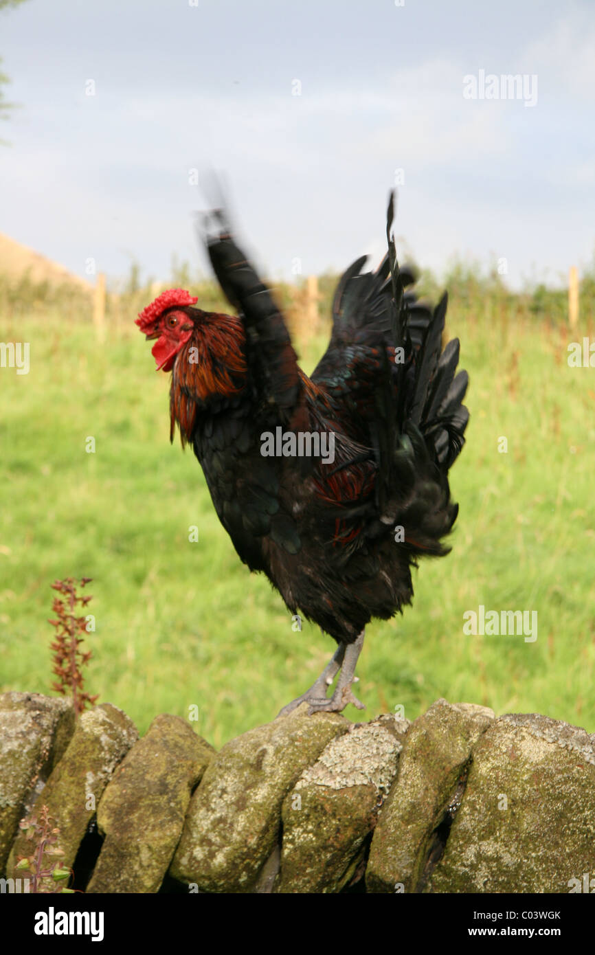 Rooster flapping wings hi-res stock photography and images - Alamy