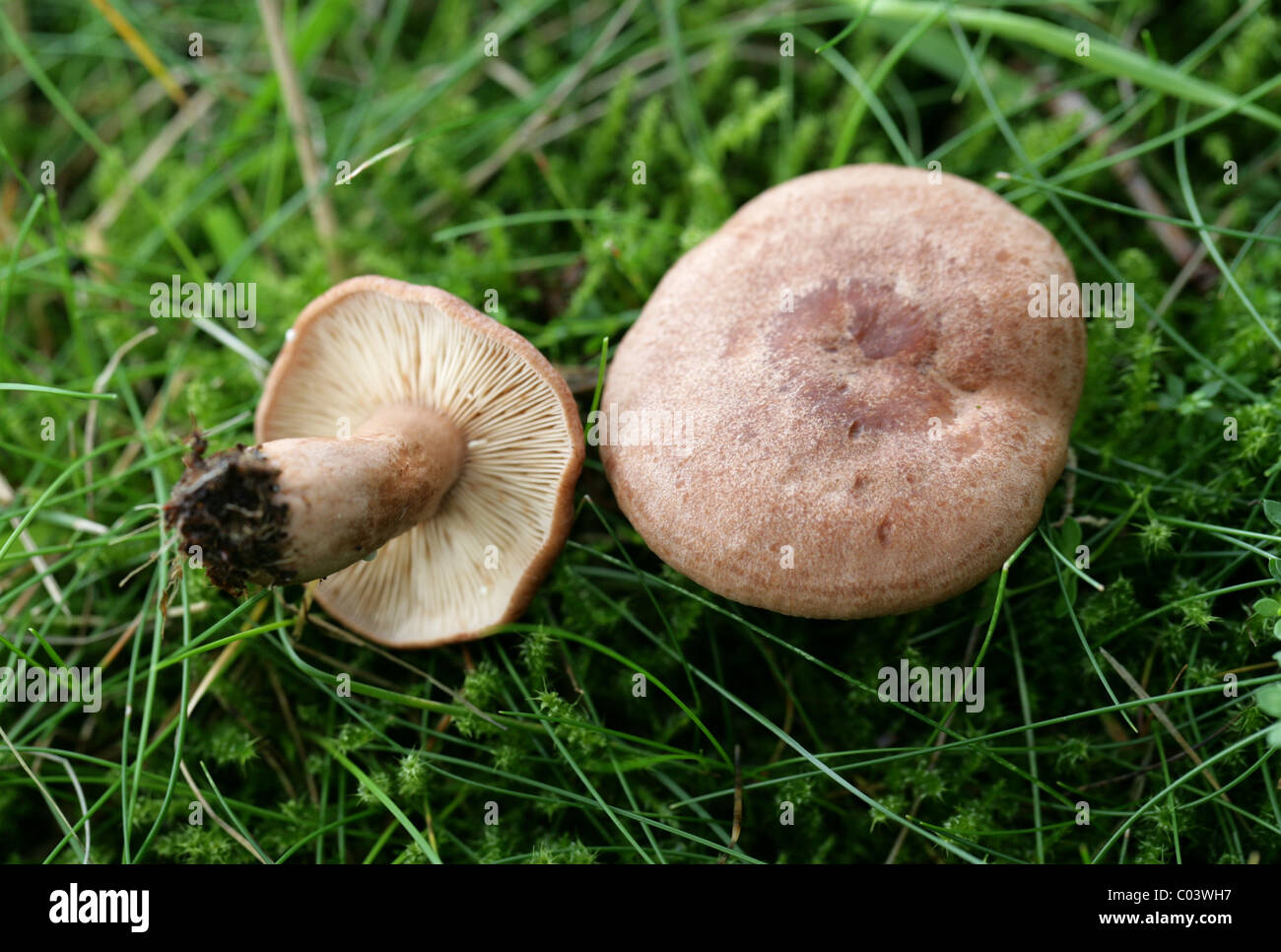 Oakbug milkcap hi-res stock photography and images - Alamy