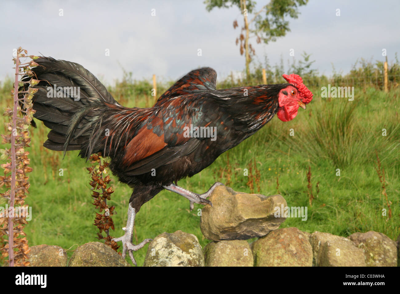 Stone rooster hi-res stock photography and images - Alamy