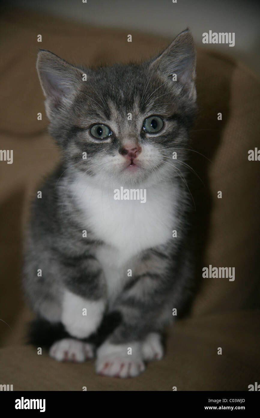 please cuddle me Stock Photo - Alamy