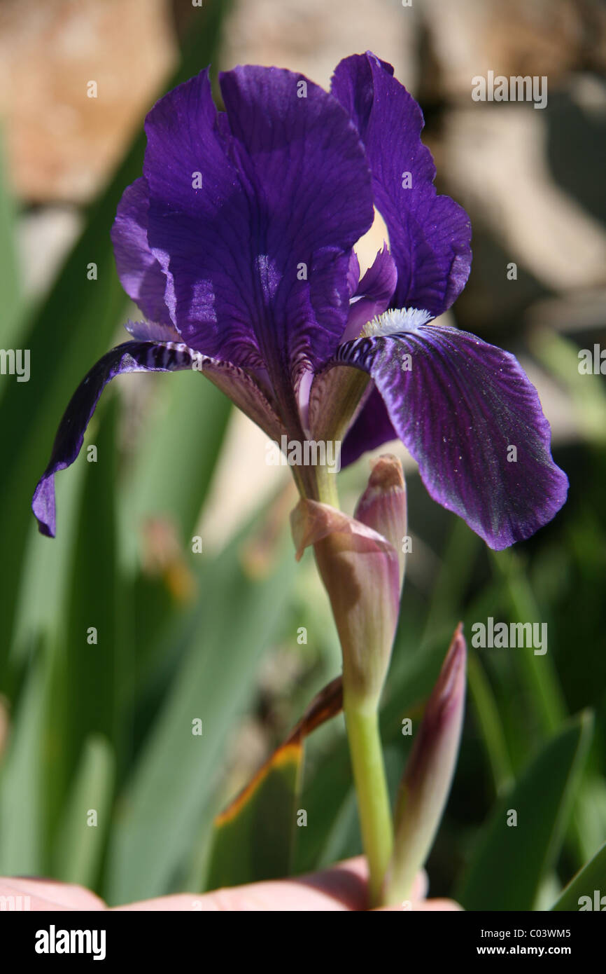 Tuberous iris hi-res stock photography and images - Alamy