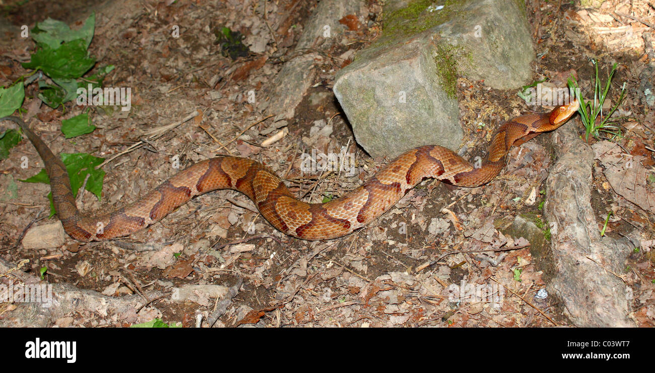 Copperhead Snake (Agkistrodon contortrix Stock Photo - Alamy
