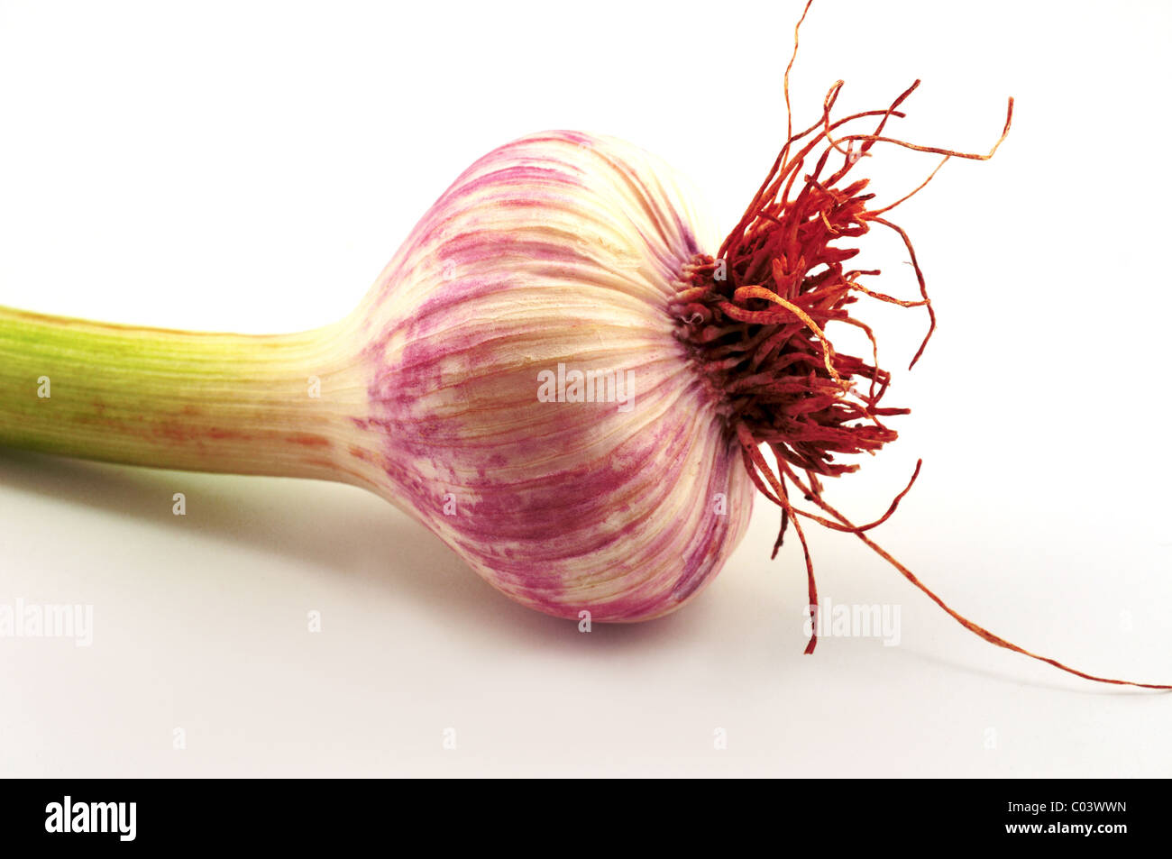 Young garlic with roots and stems lying against the white background ...