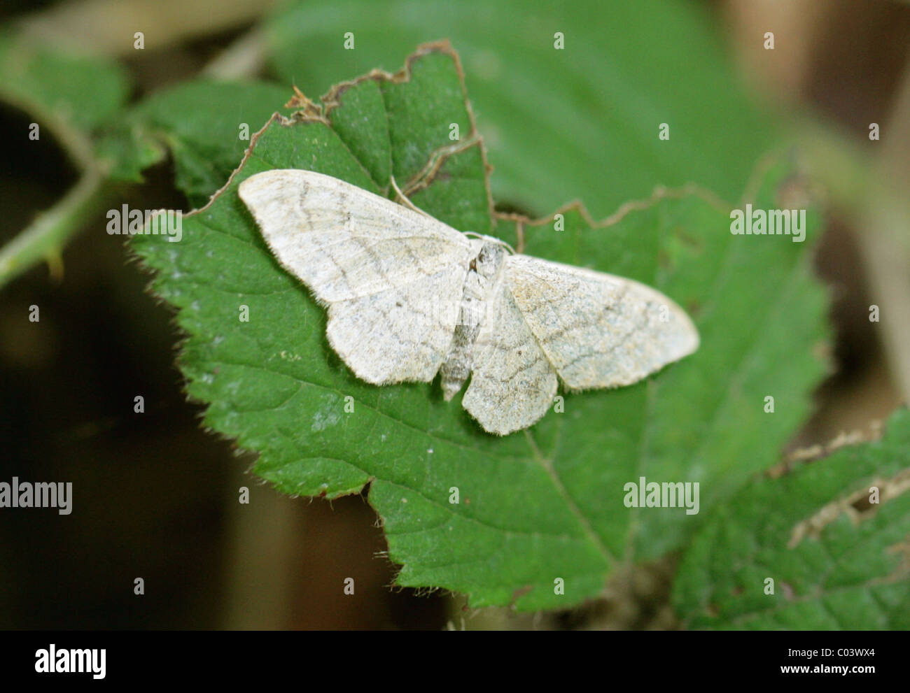Common White Wave Moth, Cabera pusaria, Geometridae, Lepidoptera Stock ...