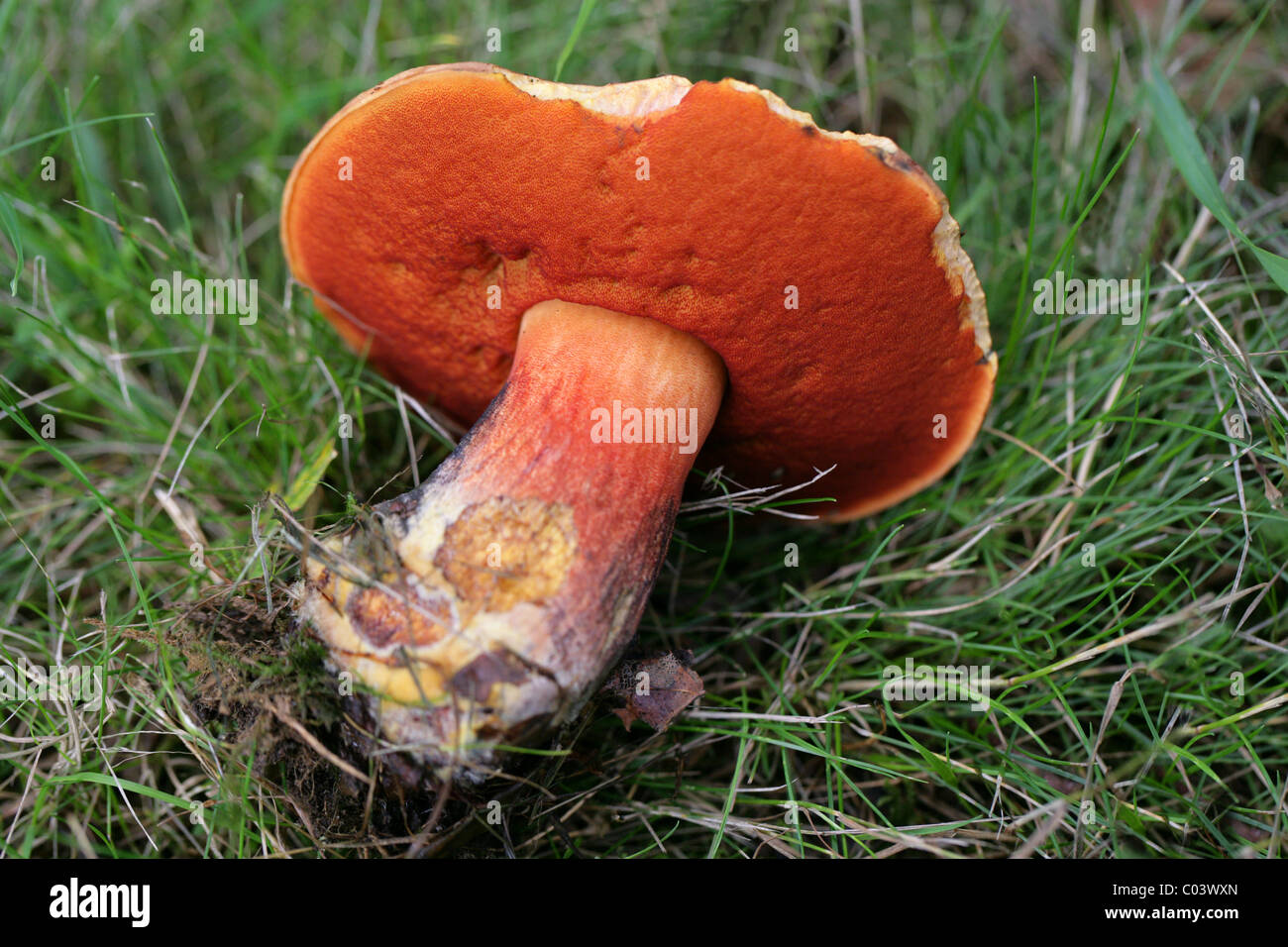 Scarletina Bolete Boletus Erythropus High Resolution Stock Photography ...