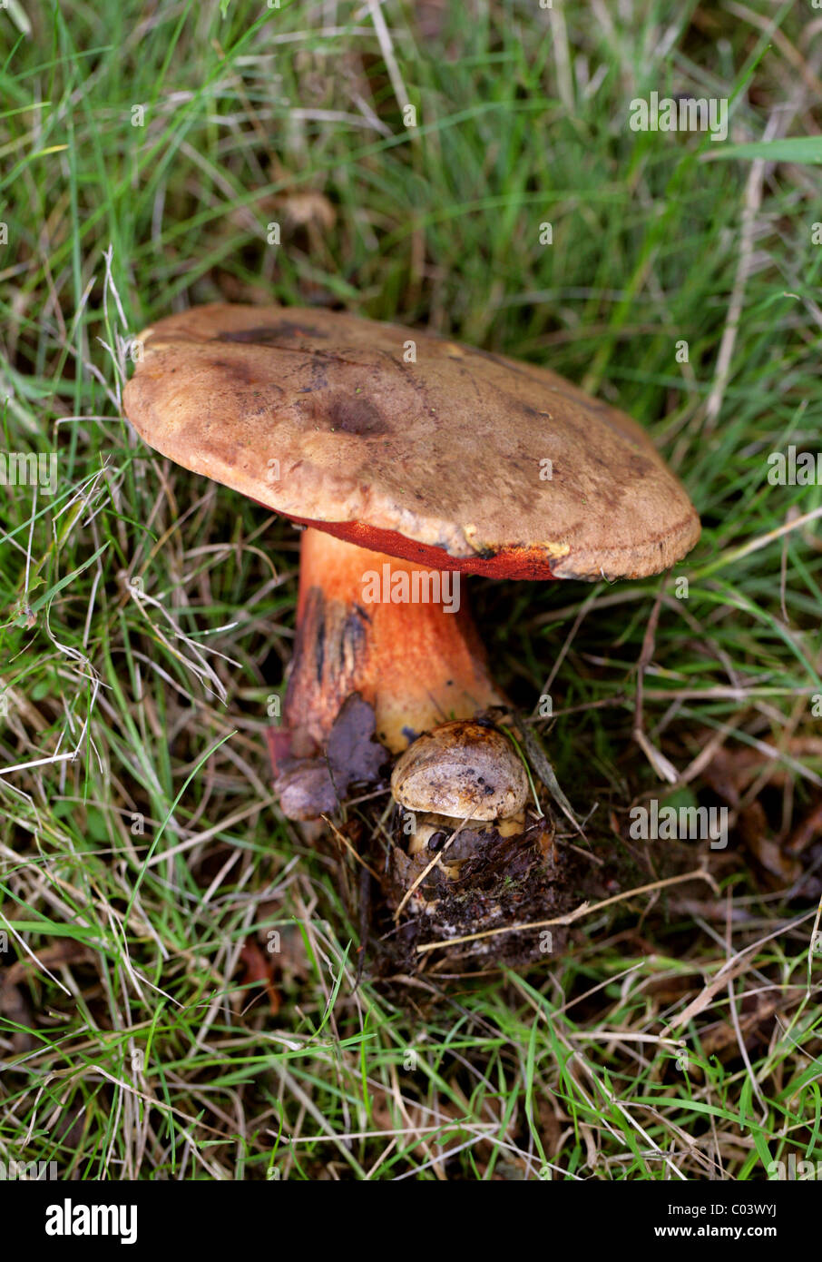 Dotted Stem Bolete, Boletus luridiformis (Syn. B. erythropus ...