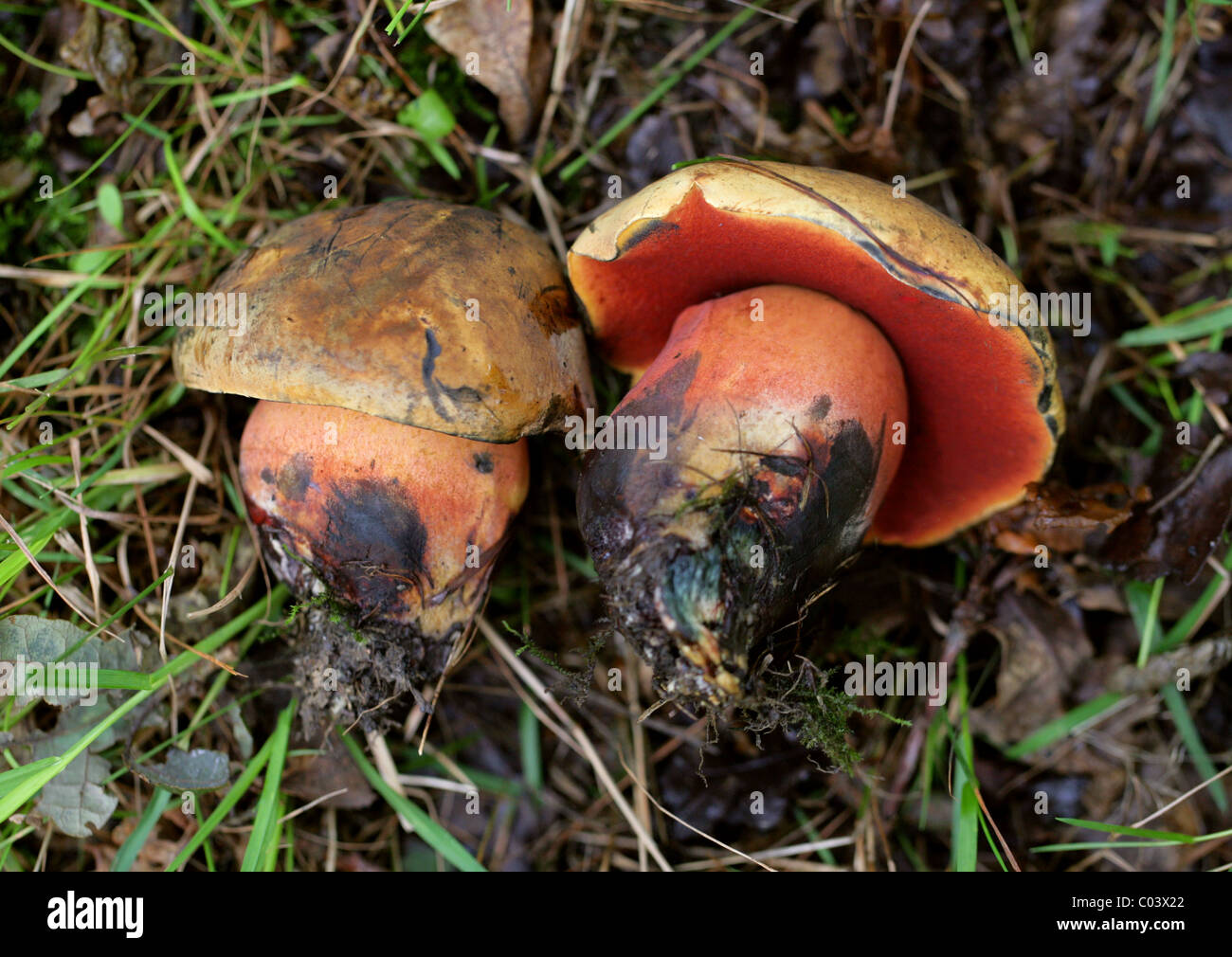 Dotted Stem Bolete, Boletus luridiformis (Syn. B. erythropus ...