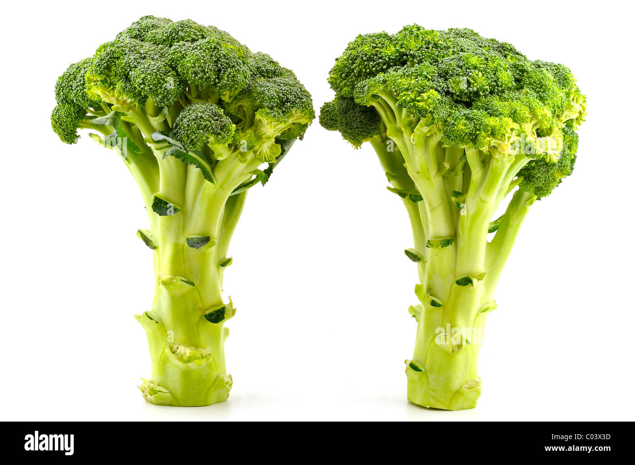 The two branches broccoli should stand as trees isolated against a ...