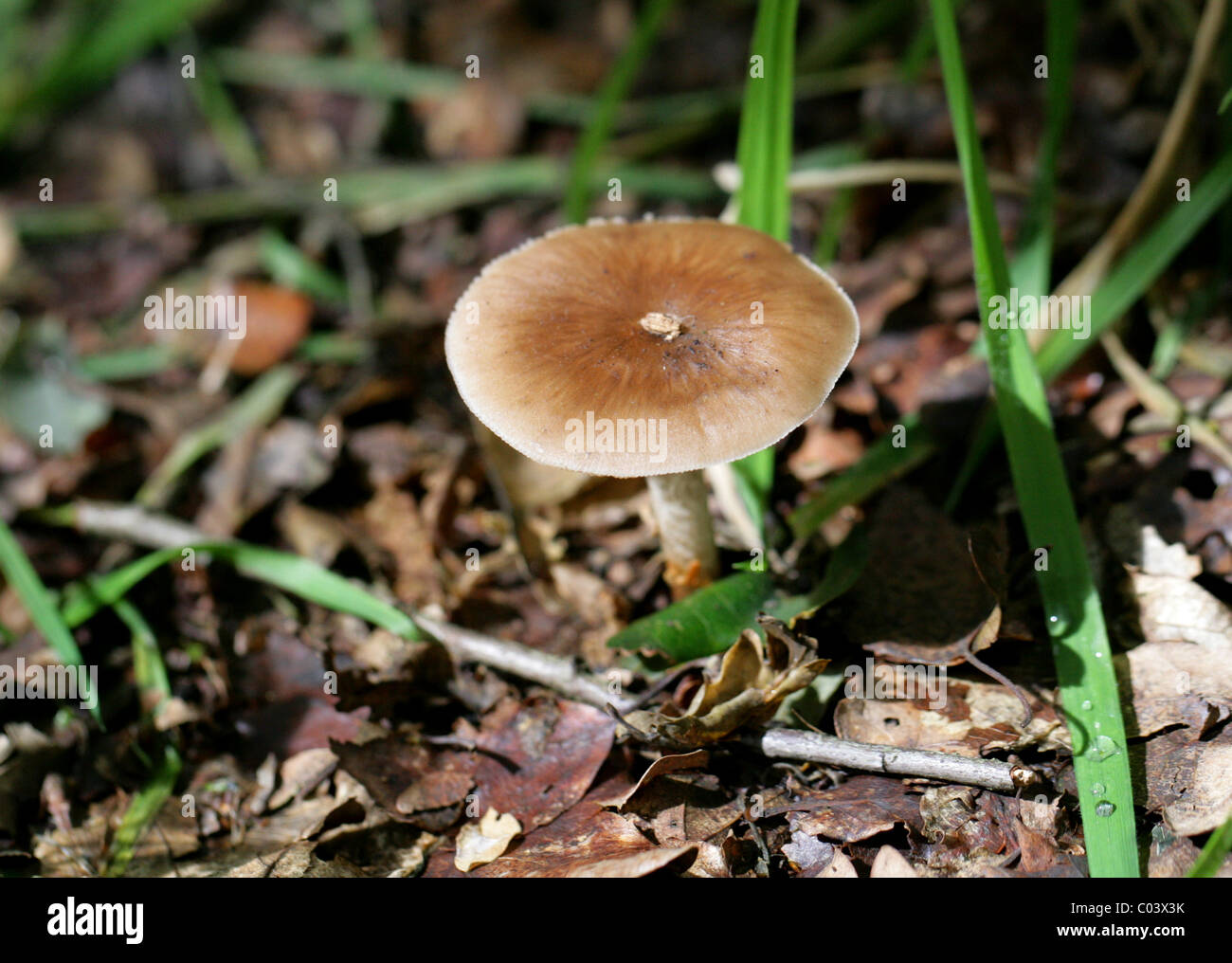 Deer Shield, Pluteus cervinus, Pluteaceae. Growing in Woodland Leaf ...
