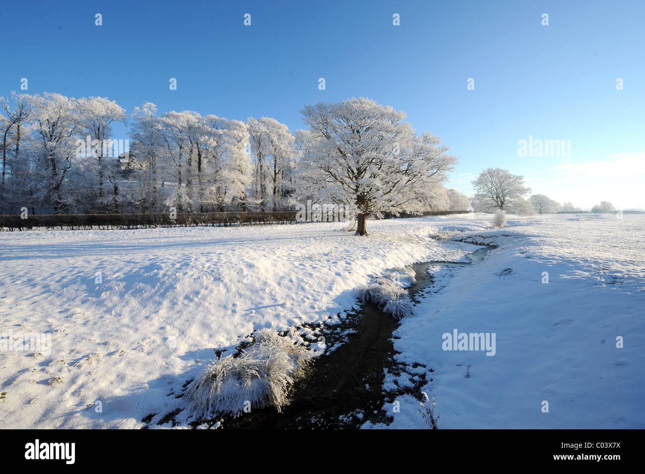 FROST COVERED TREES SNOW FIELD WYKEHAM YORKSHIRE NORTH YORKSHIRE ...