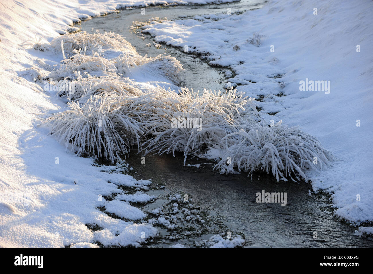 Thick Plants High Resolution Stock Photography and Images - Alamy