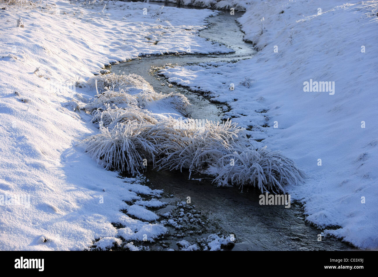 THICK FROST SNOW ON PLANTS WYKEHAM NORTH YORKSHIRE NORTH YORKSHIRE ...