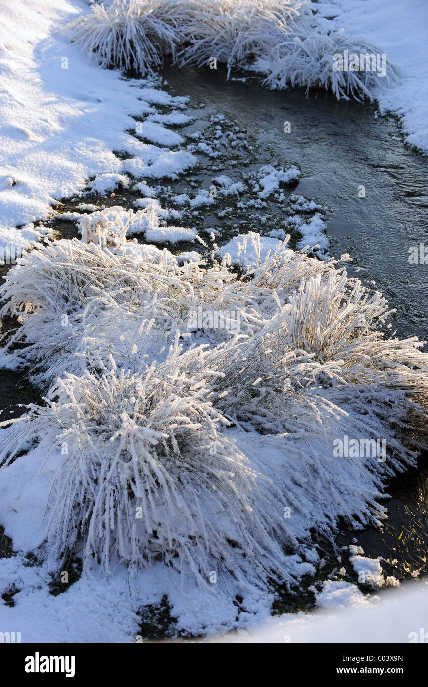 Thick plants hi-res stock photography and images - Alamy