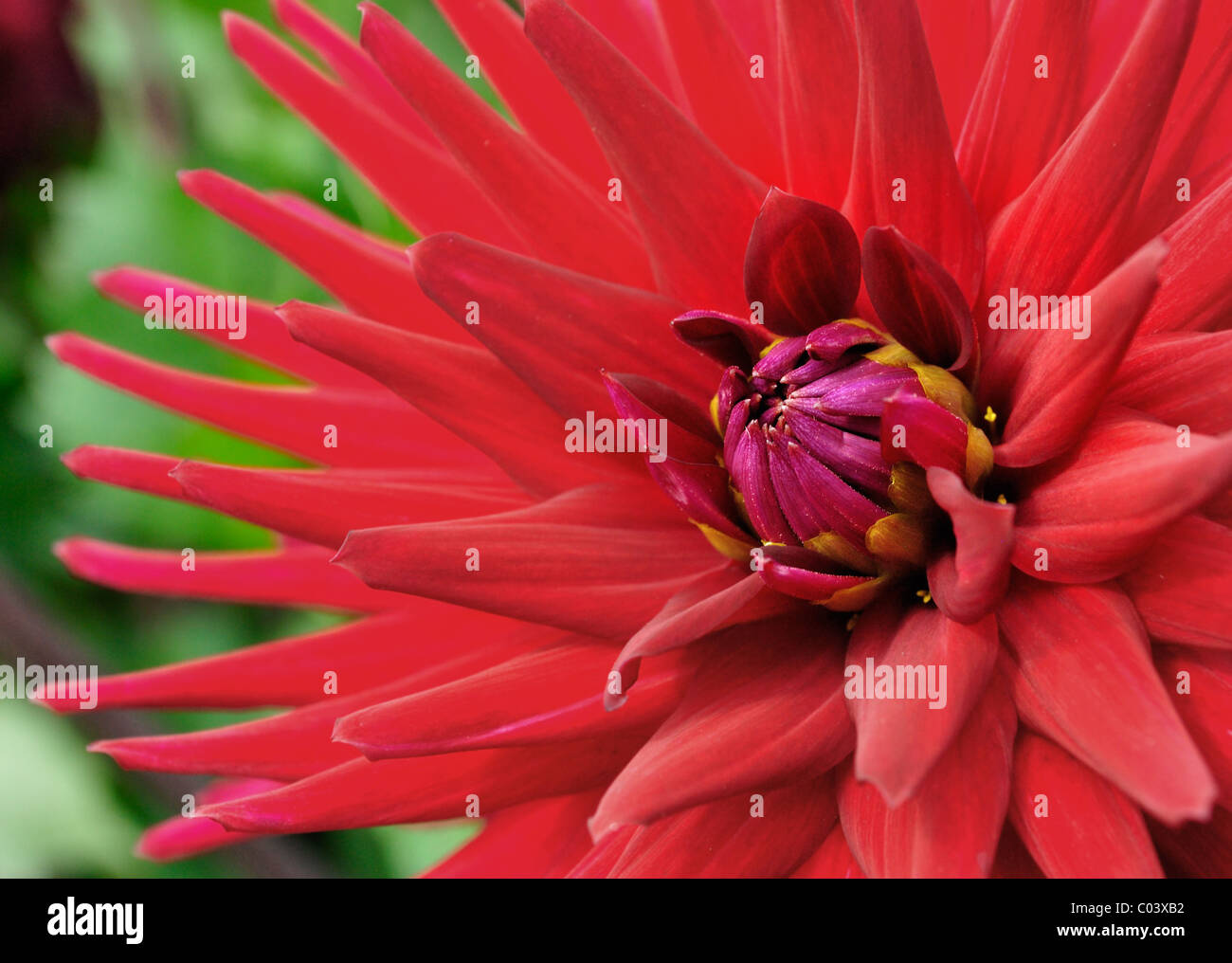 Open and closed flowers hi-res stock photography and images - Alamy