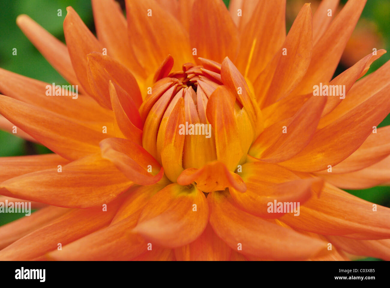 Open and closed flower hi-res stock photography and images - Alamy