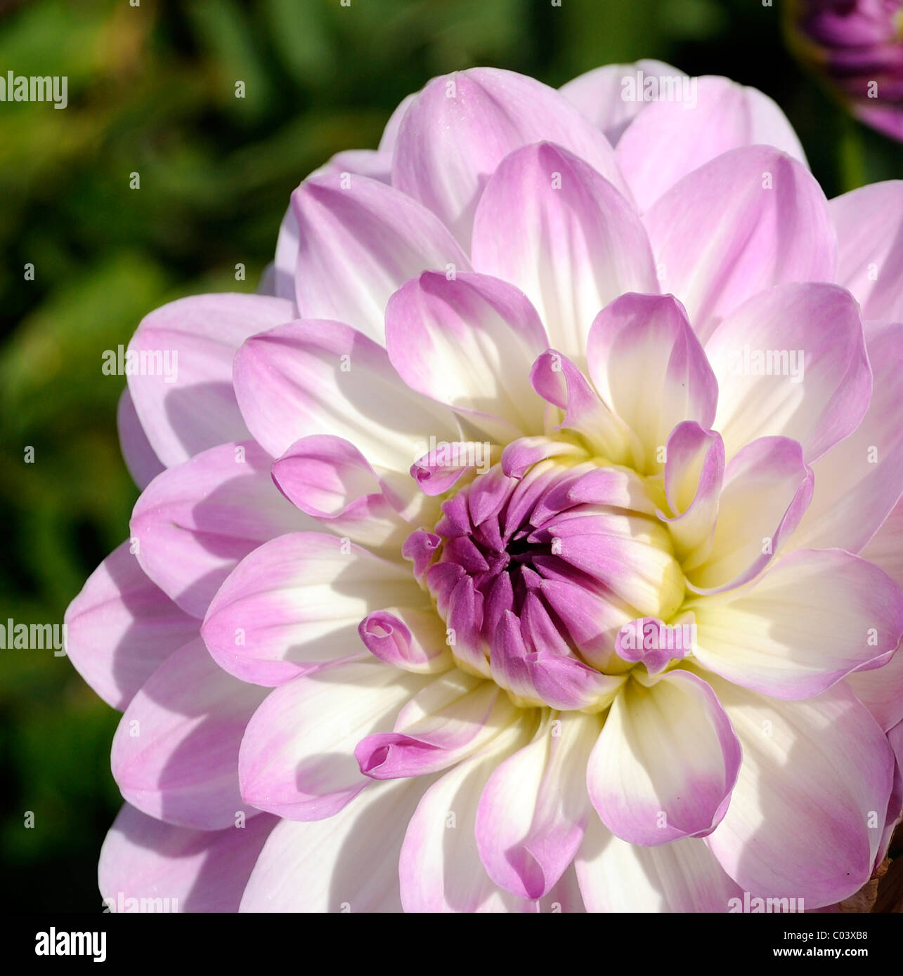 The spectacle that we are witnesses to in the world of flowers depends ...