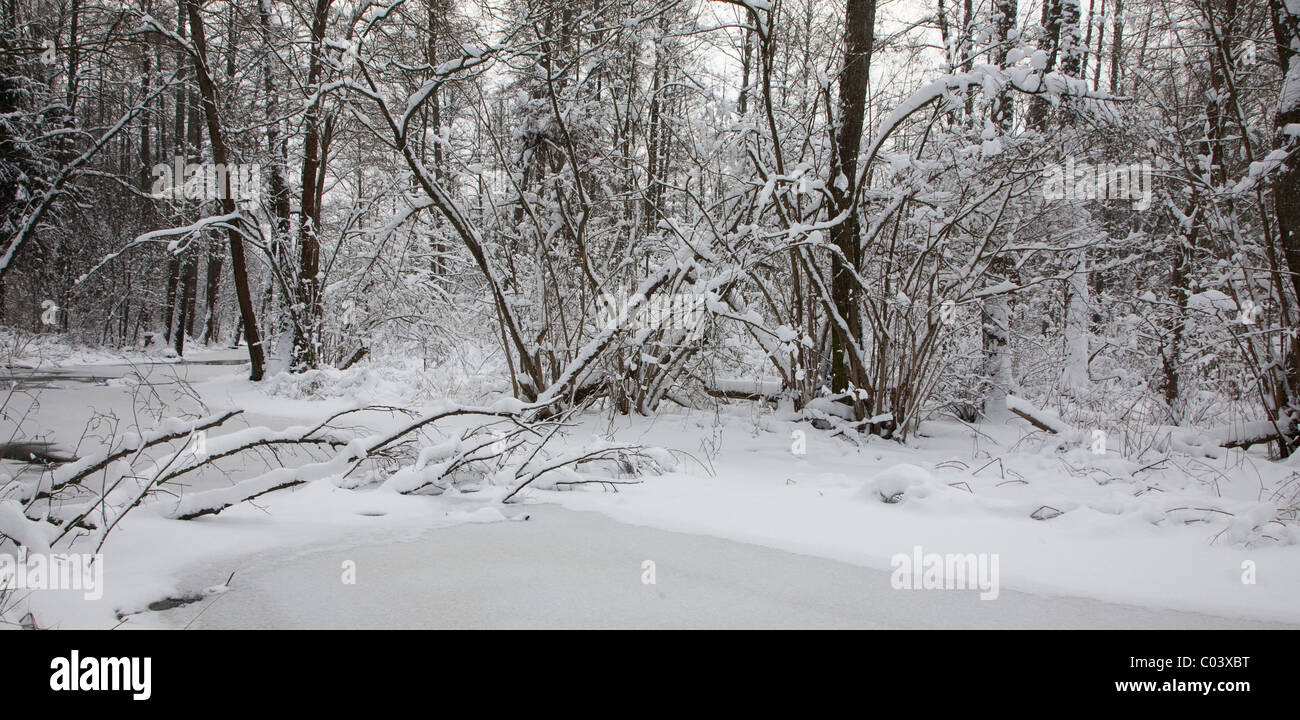 Snowy riparian forest over partly frozen river in december with alder ...