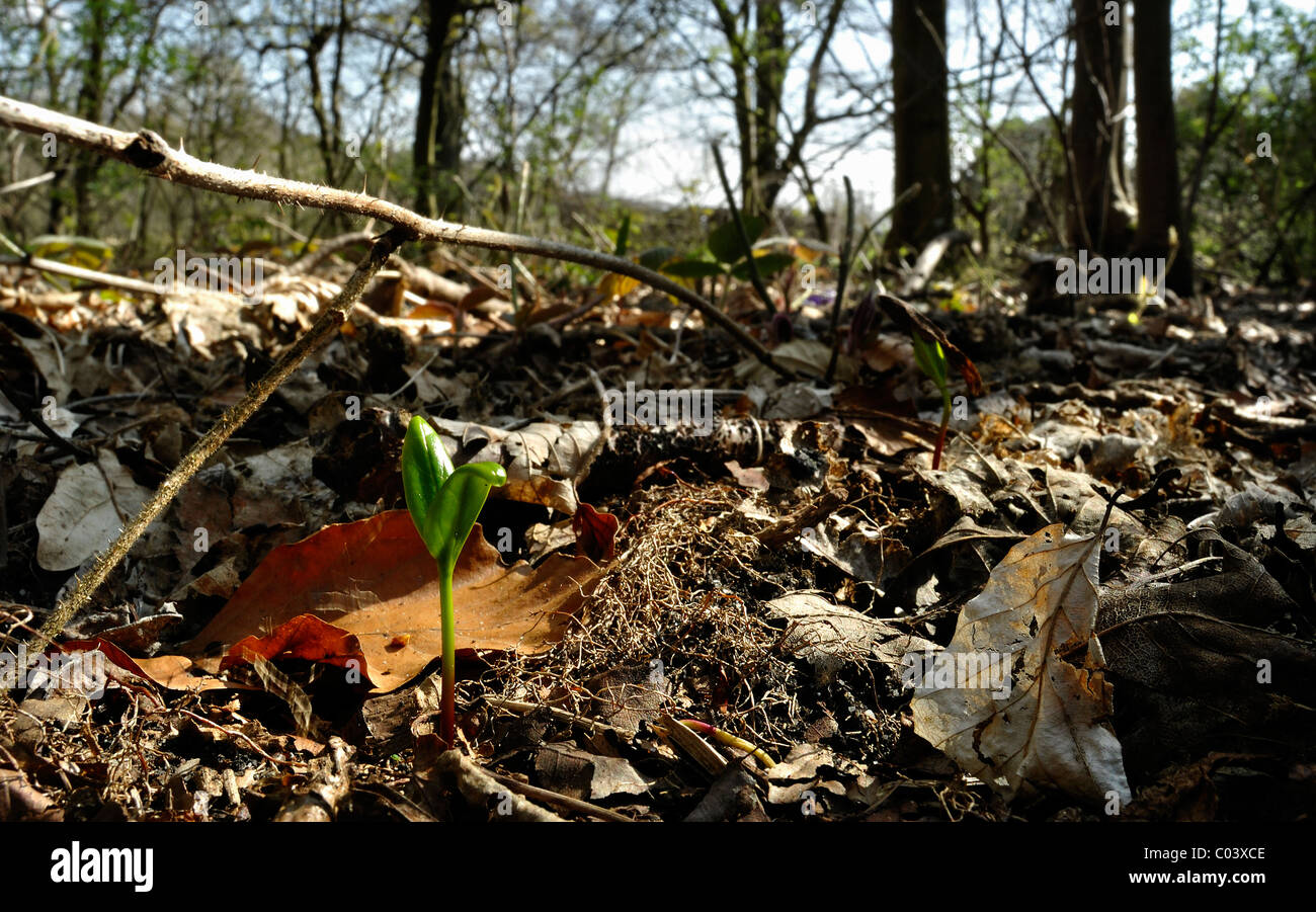 Natural decay hi-res stock photography and images - Alamy