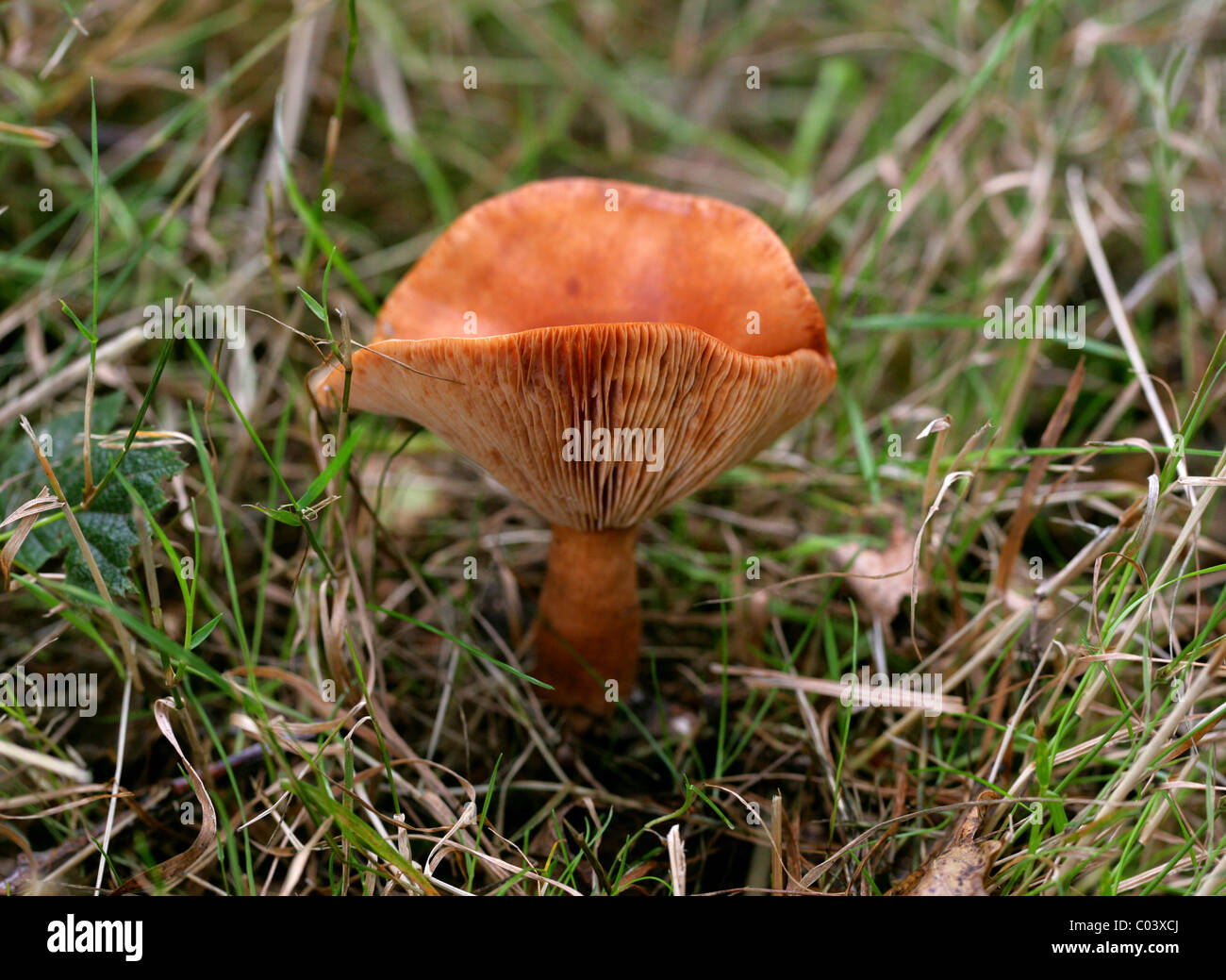 Orange Milkcap, Lactarius aurantiacus, Russulaceae Stock Photo - Alamy
