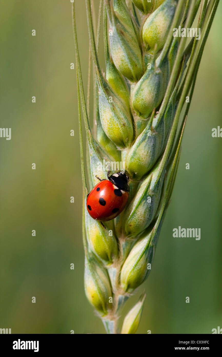 A lady bird sitting on wheat Stock Photo - Alamy