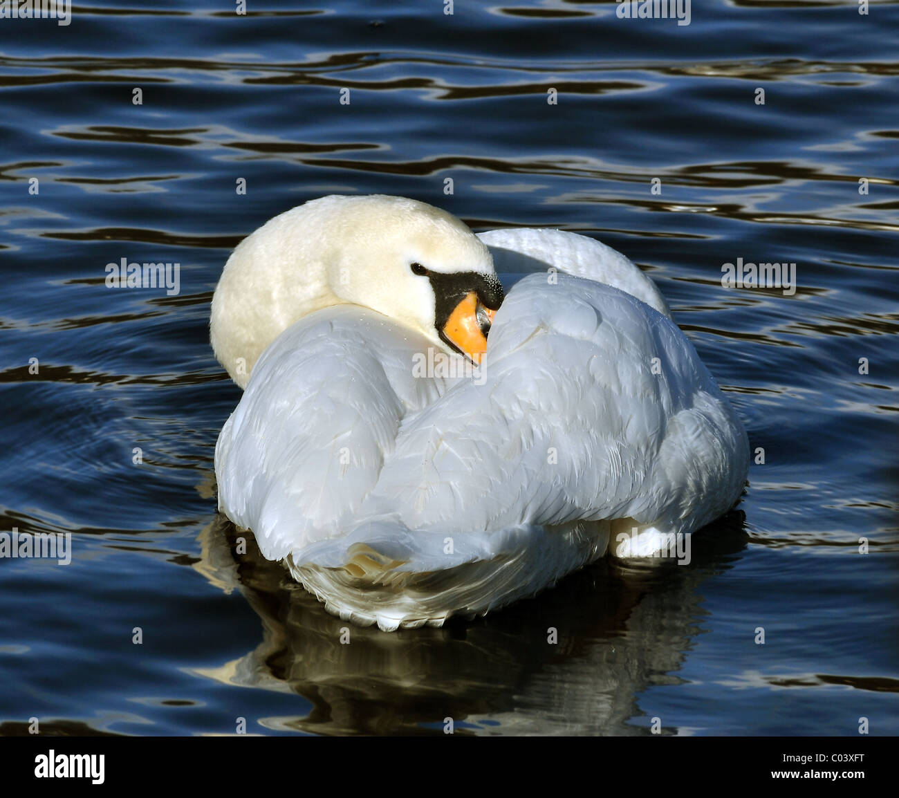 Swan having a lazy moment on a chilly morning Stock Photo - Alamy