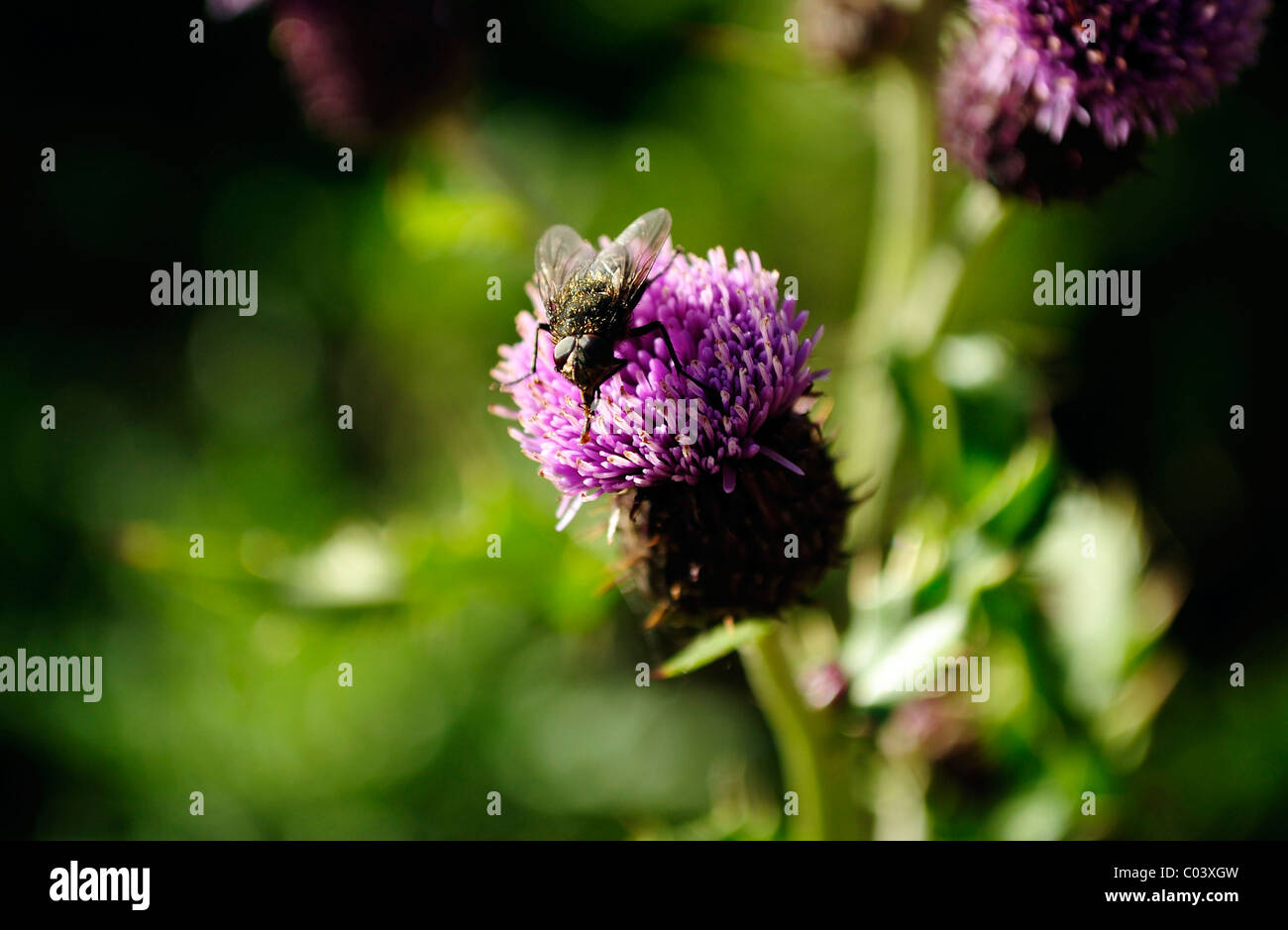 Fly sat on Scottish Thistle Stock Photo - Alamy