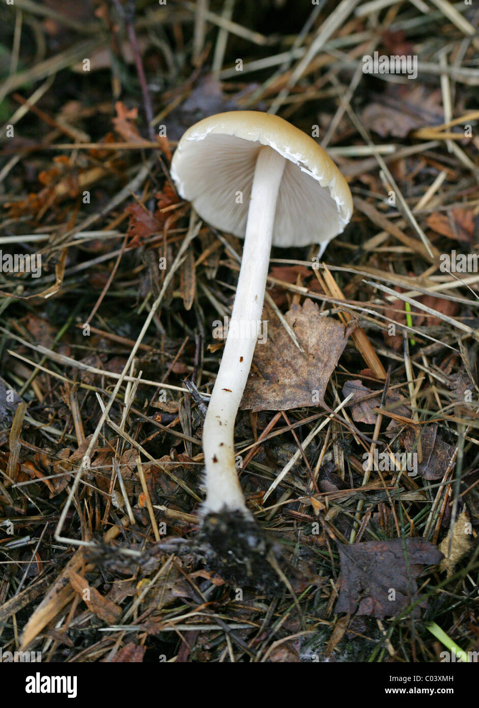 Pale Brittlestem, Psathyrella candolleana, Psathyrellaceae. Growing in ...