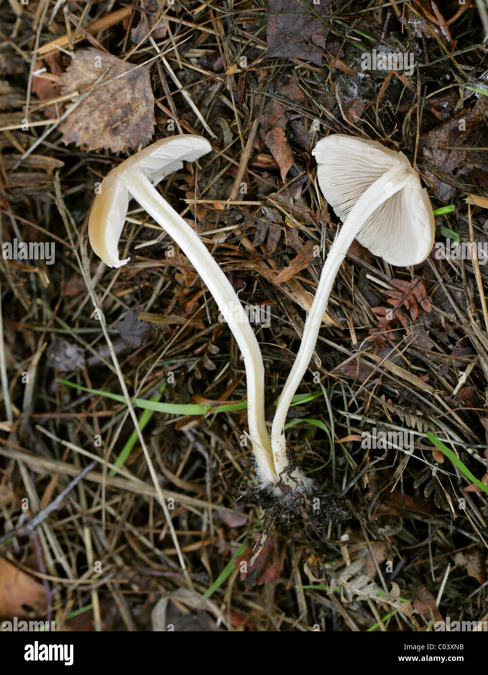 Pale Brittlestem, Psathyrella candolleana, Psathyrellaceae. Growing in ...