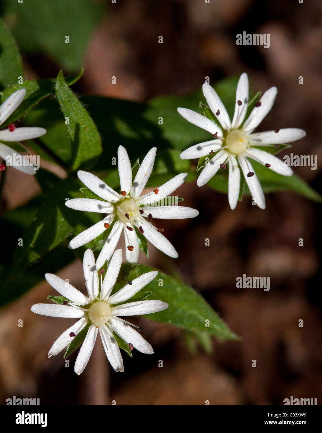 Star chickweed stellaria pubera pink hi-res stock photography and ...