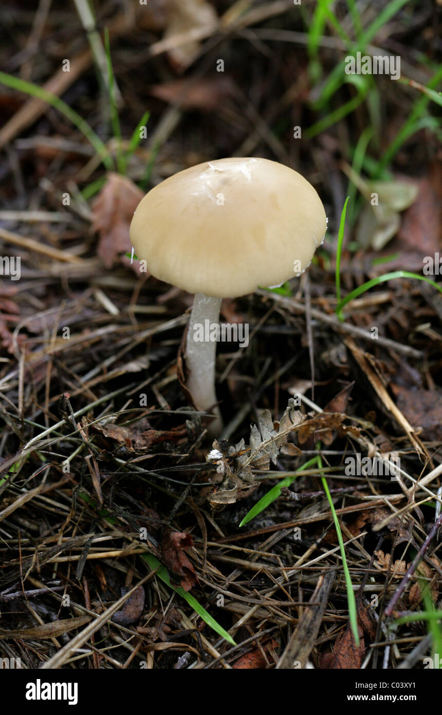 Pale Brittlestem, Psathyrella candolleana, Psathyrellaceae. Growing in ...