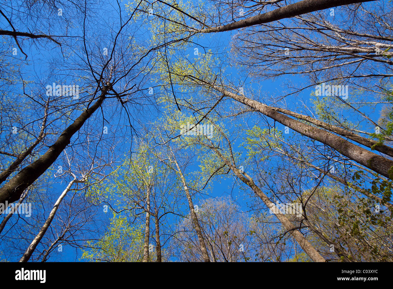 Looking up at a forest of trees with spring leaves Stock Photo - Alamy