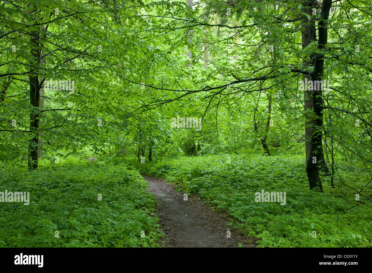 Ground path crossing fresh green springtime forest Stock Photo - Alamy