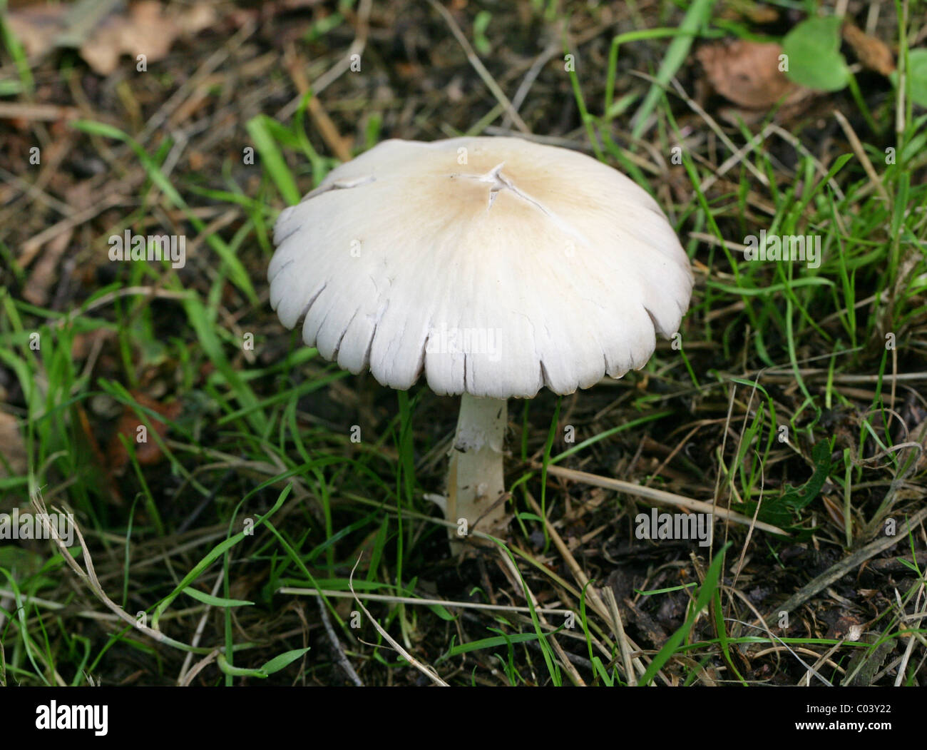 Pale Brittlestem, Psathyrella candolleana, Psathyrellaceae. Growing in ...