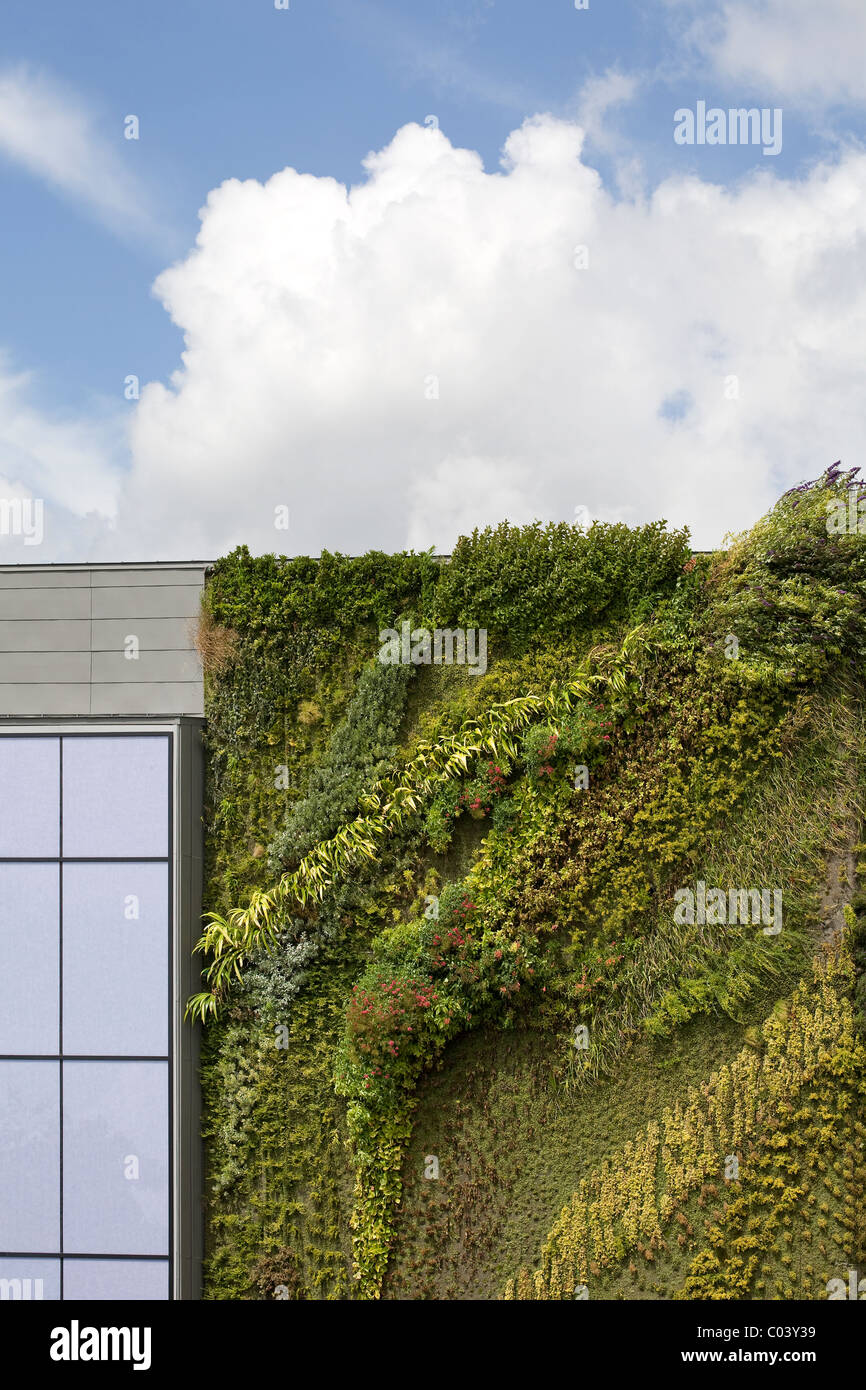 Living wall on an office building Stock Photo - Alamy