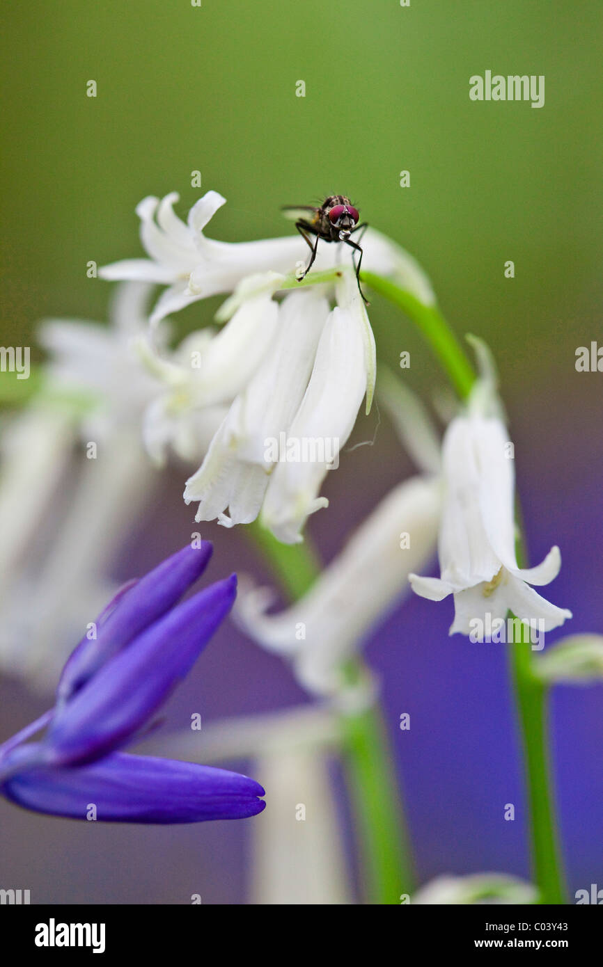 Fly Sitting on a Bluebell drinking water Stock Photo - Alamy