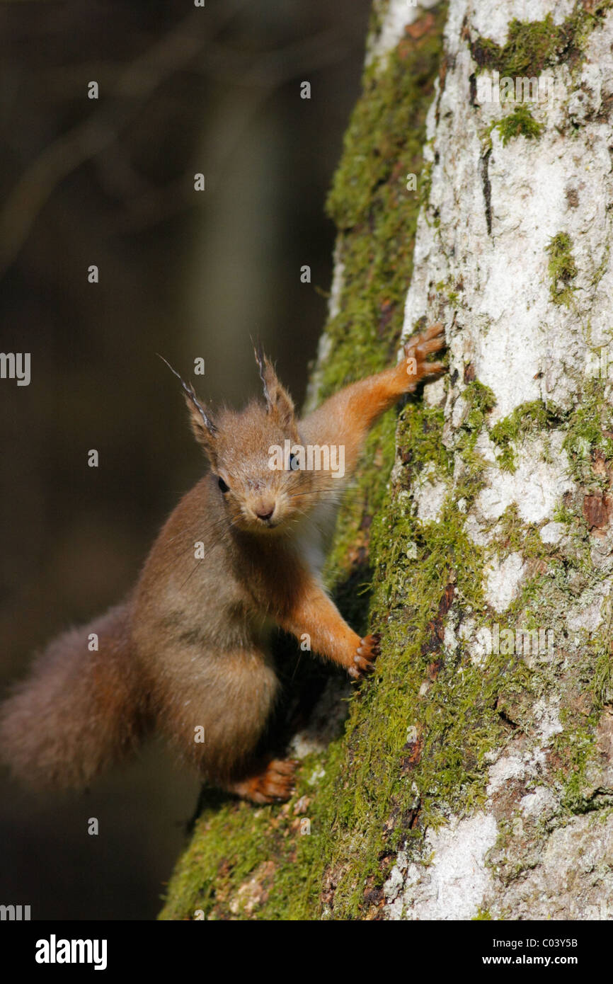 Squirrels climbing tree hi-res stock photography and images - Alamy