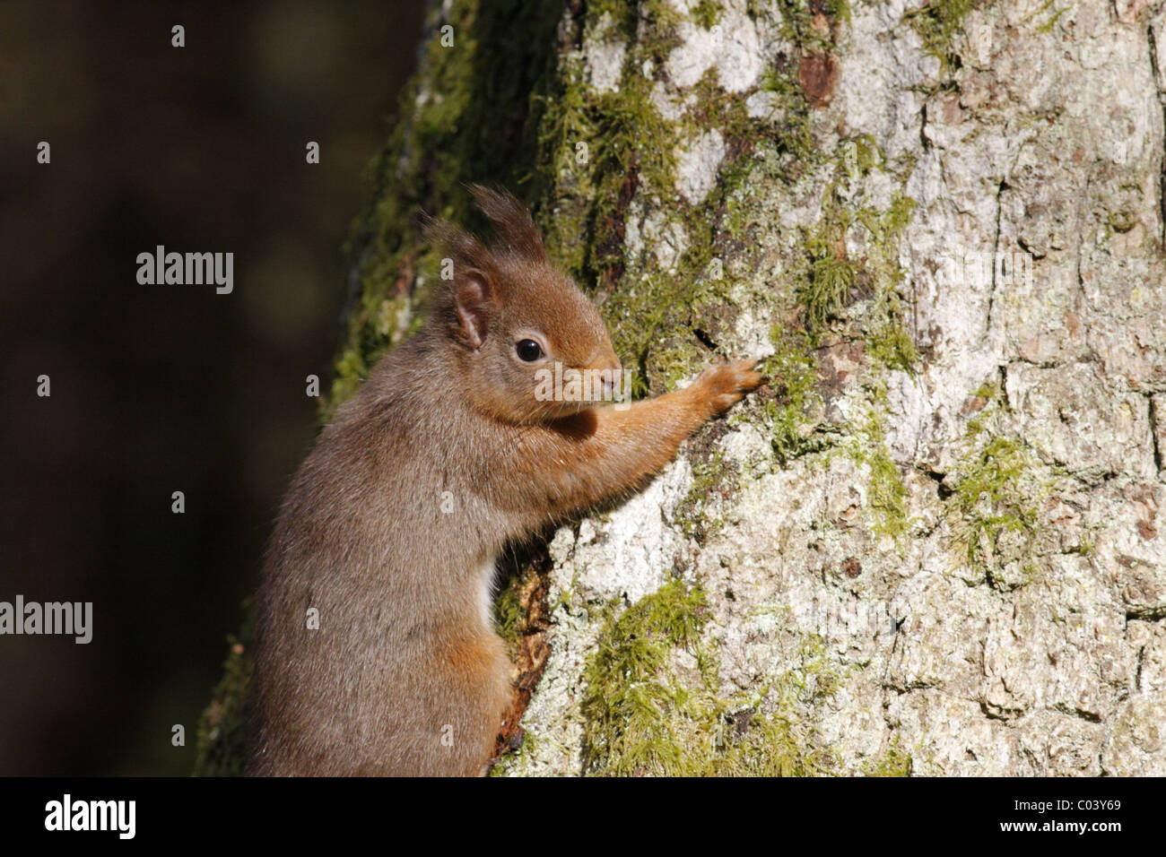 Red squirrel climb tree uk hi-res stock photography and images - Alamy