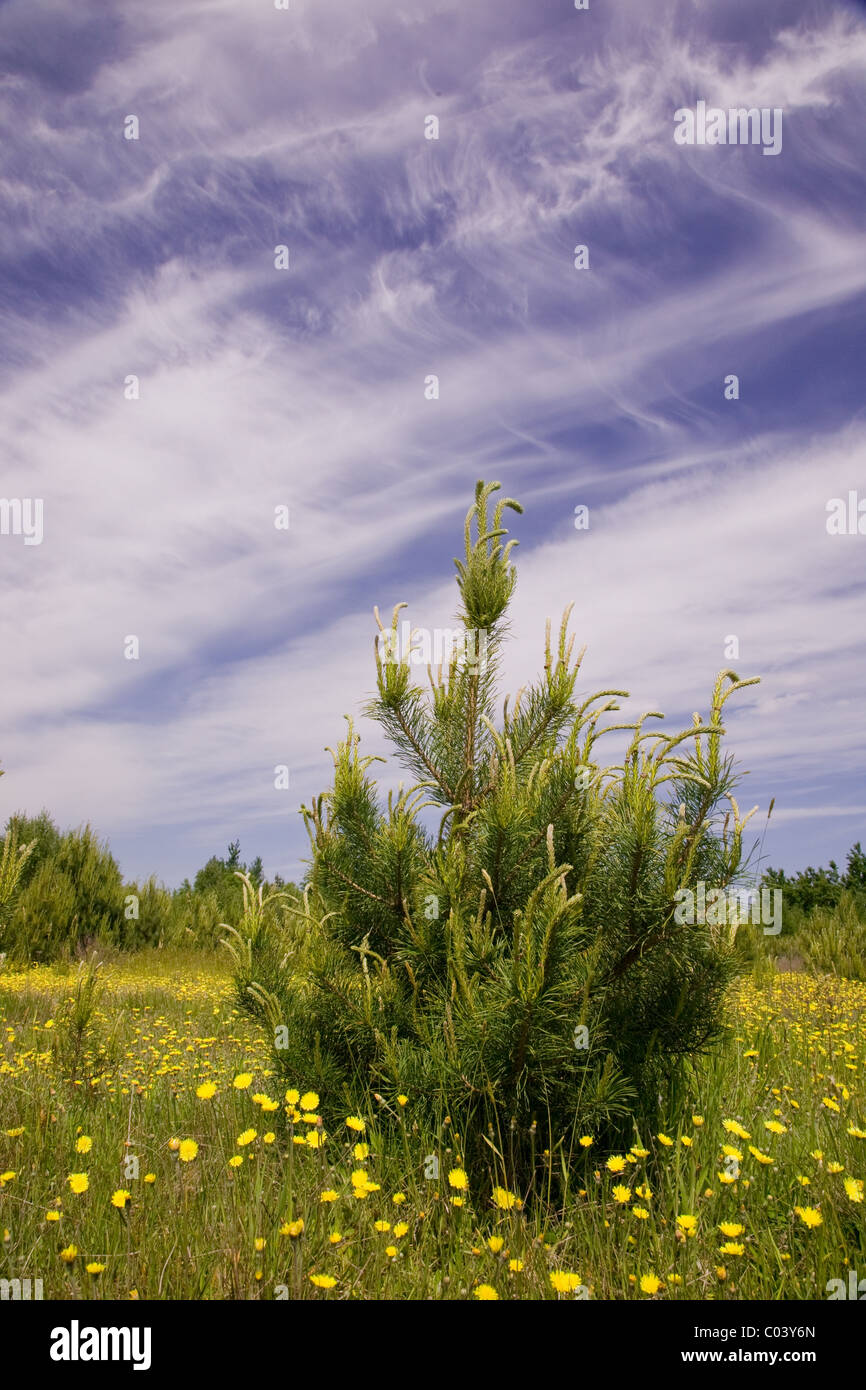 Blue pine tree hi-res stock photography and images - Alamy