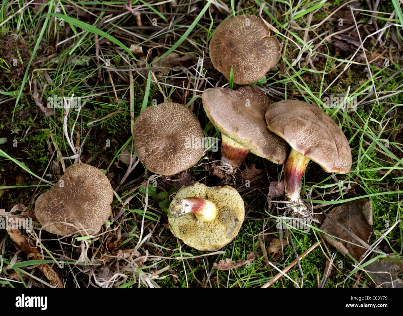 Red-cracked Boletus, Boletus chrysenteron, Boletaceae. August ...