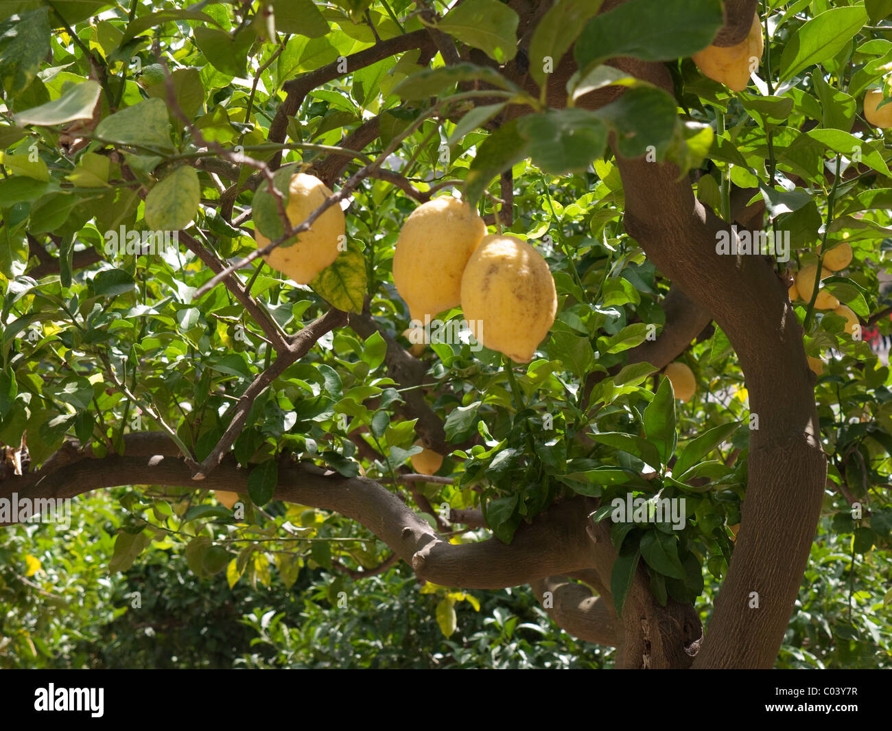 Lemon trees capri hi-res stock photography and images - Alamy