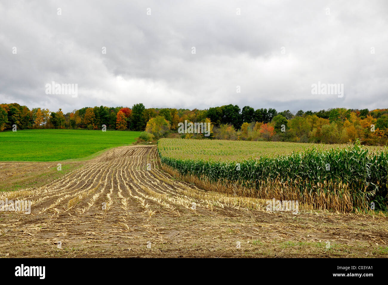 Corn fields in Schoharie County, upstate New York Stock Photo - Alamy