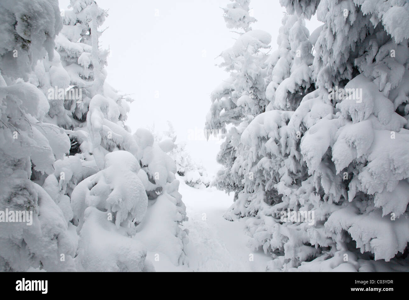 Kinsman Ridge Trail on Cannon Mountain during the winter months in the ...