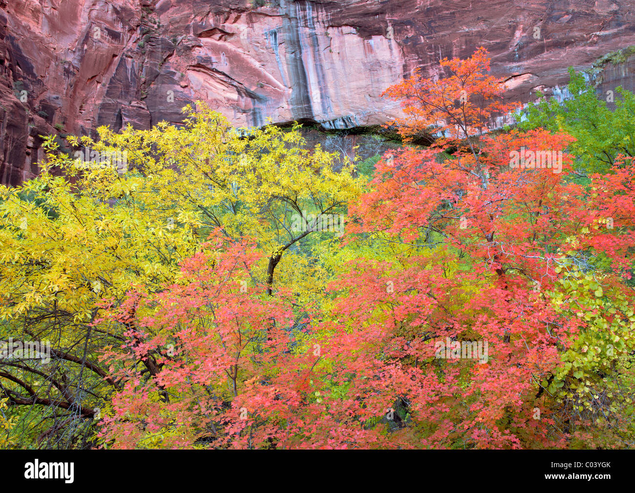 Fall colored Bigtooth Maple trees. Zion National Park, Urah Stock Photo ...