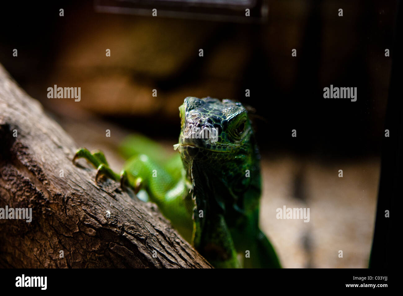 Kuwait zoo hi-res stock photography and images - Alamy