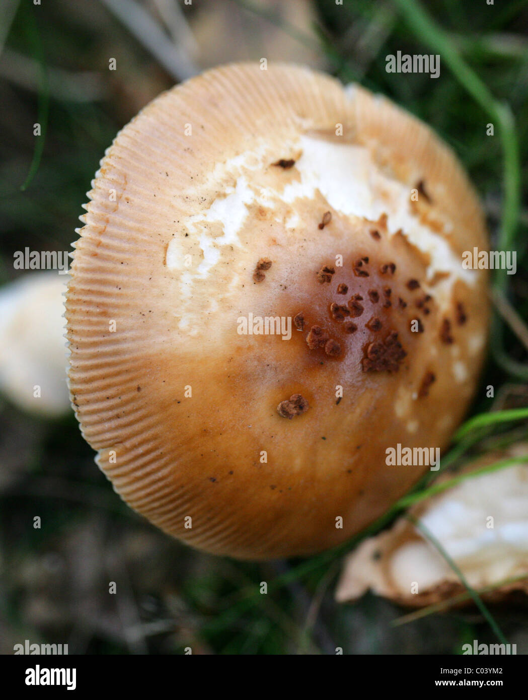 Tawny Grisette, Amanita fulva, Amanitaceae Stock Photo - Alamy